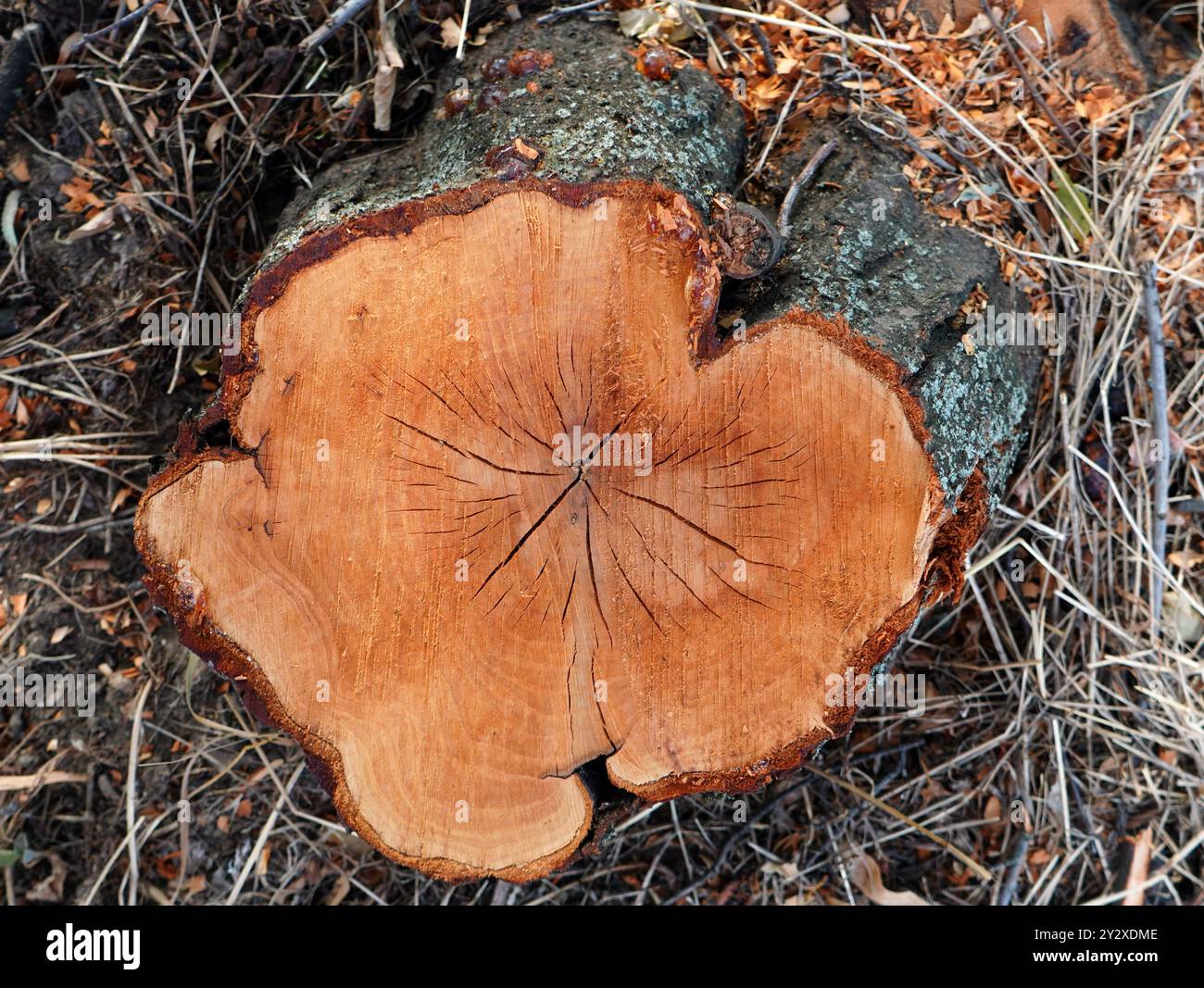 Tree trunk log section closeup. Textured wood background Stock Photo ...