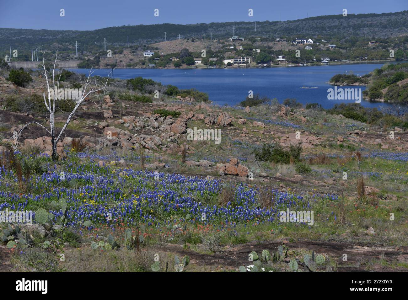 Bluebonnets in full bloom at Inks Lake State Park, Texas, showcasing ...