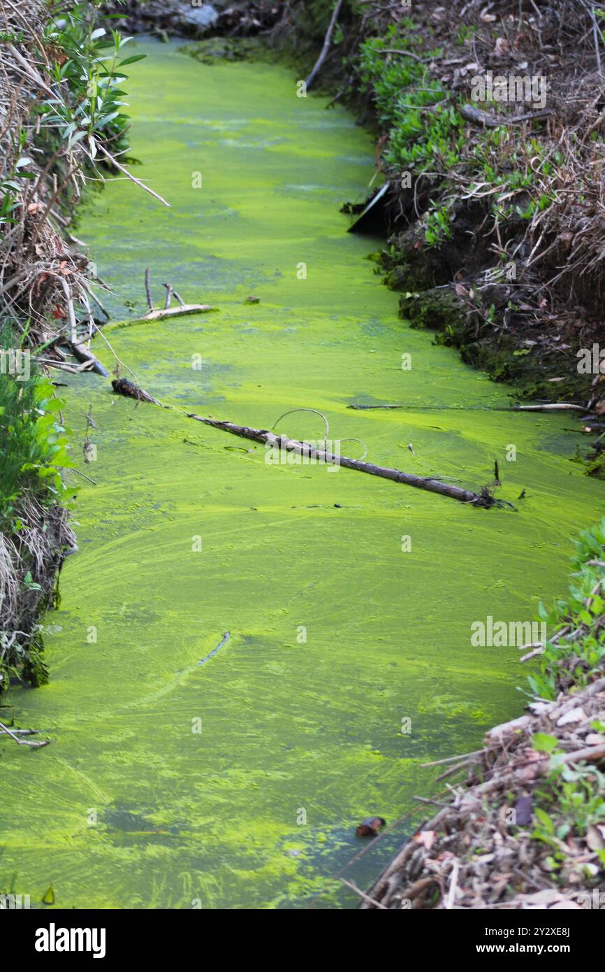 moss covered green pond path Stock Photo - Alamy