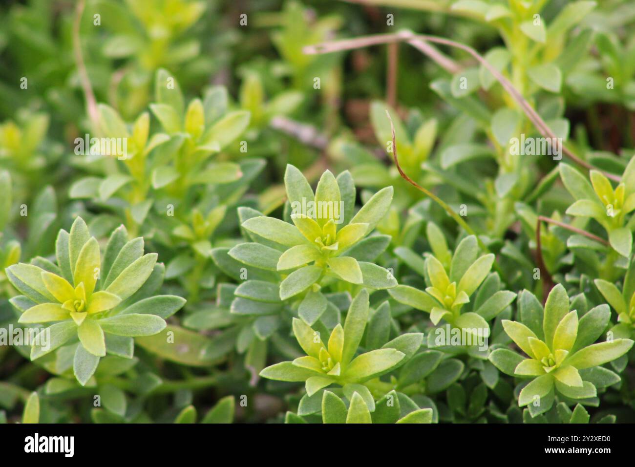 Close up lush green plant hi-res stock photography and images - Alamy