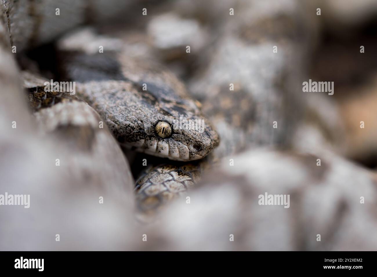 An adult European Cat Snake or Soosan Snake, latin name Telescopus ...
