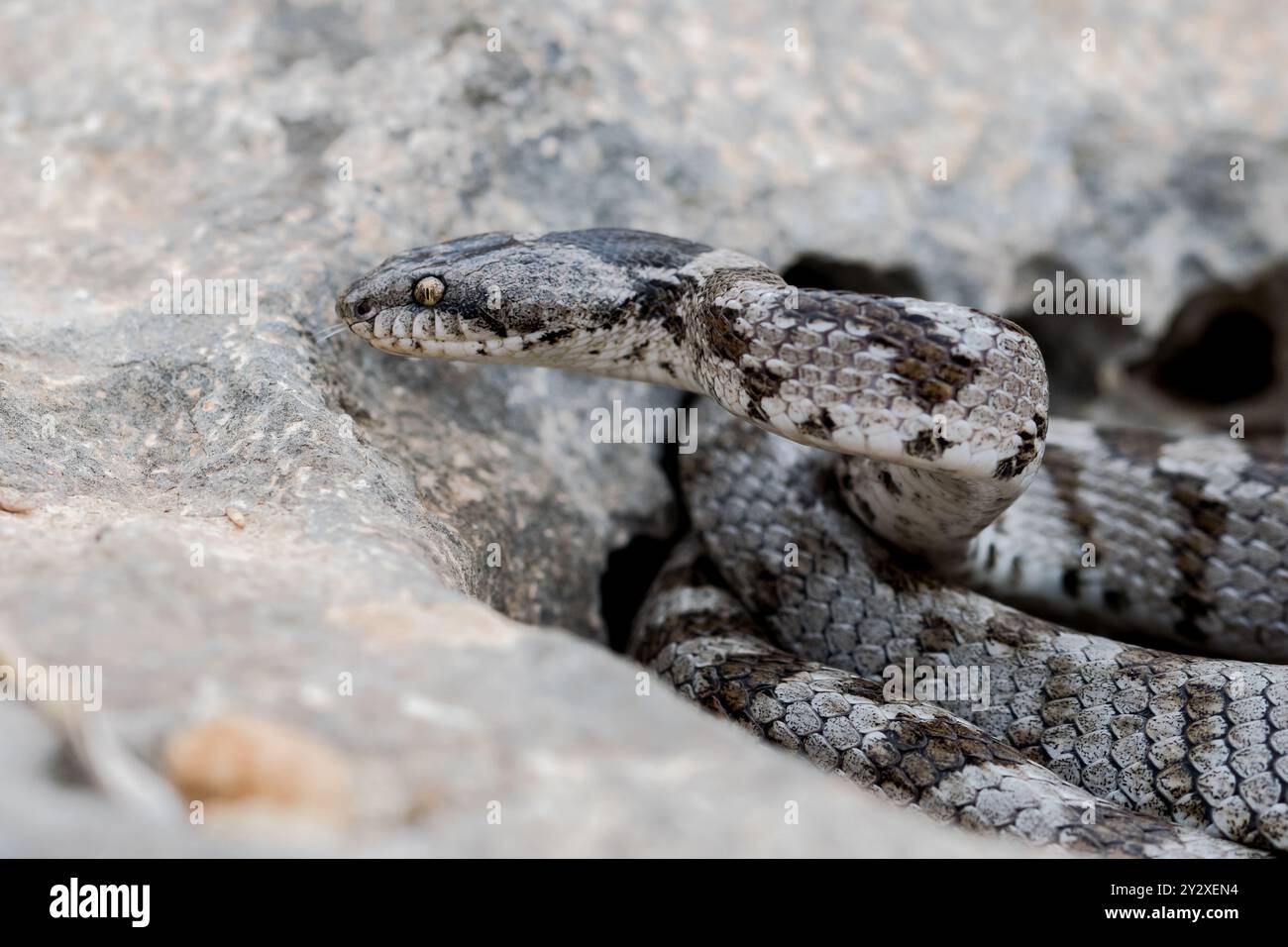 An adult European Cat Snake or Soosan Snake, latin name Telescopus ...