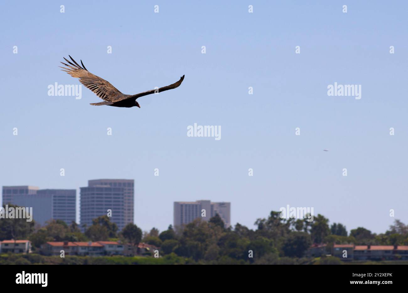 Flying hawk in sky hi-res stock photography and images - Alamy