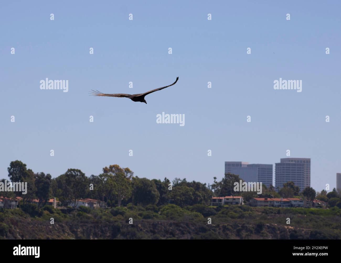 hawk flying high in blue sky Stock Photo - Alamy