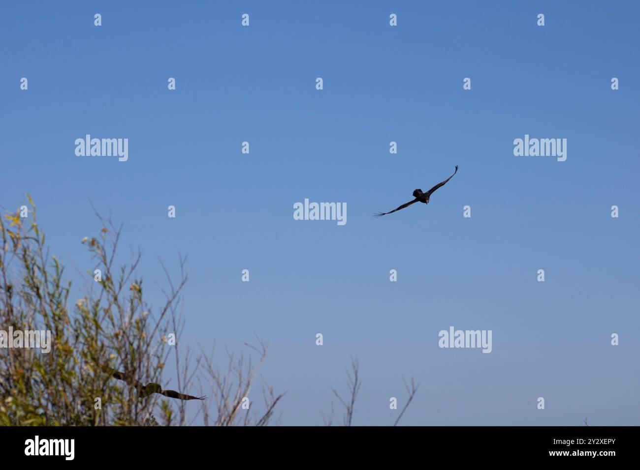 Hawk wings hi-res stock photography and images - Alamy