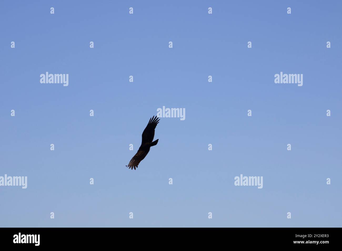 hawk flying high in blue sky Stock Photo - Alamy