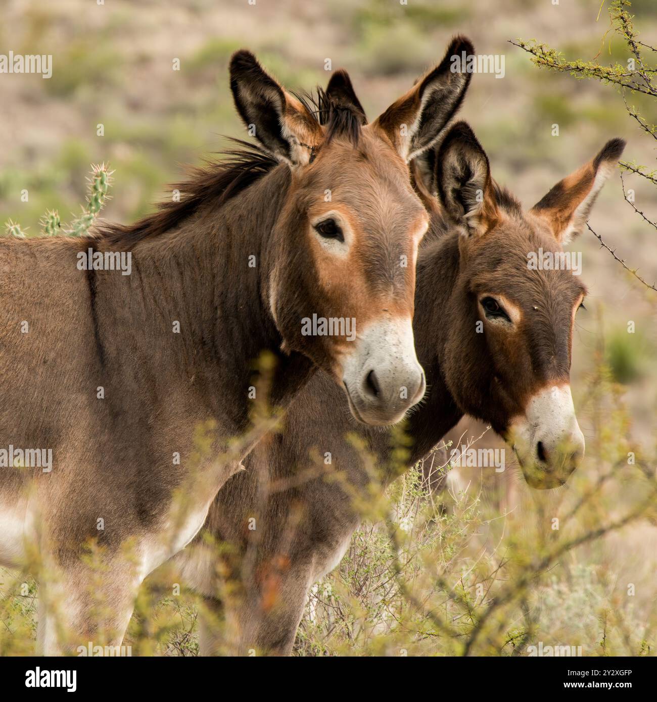 Big bend ranch hi-res stock photography and images - Alamy