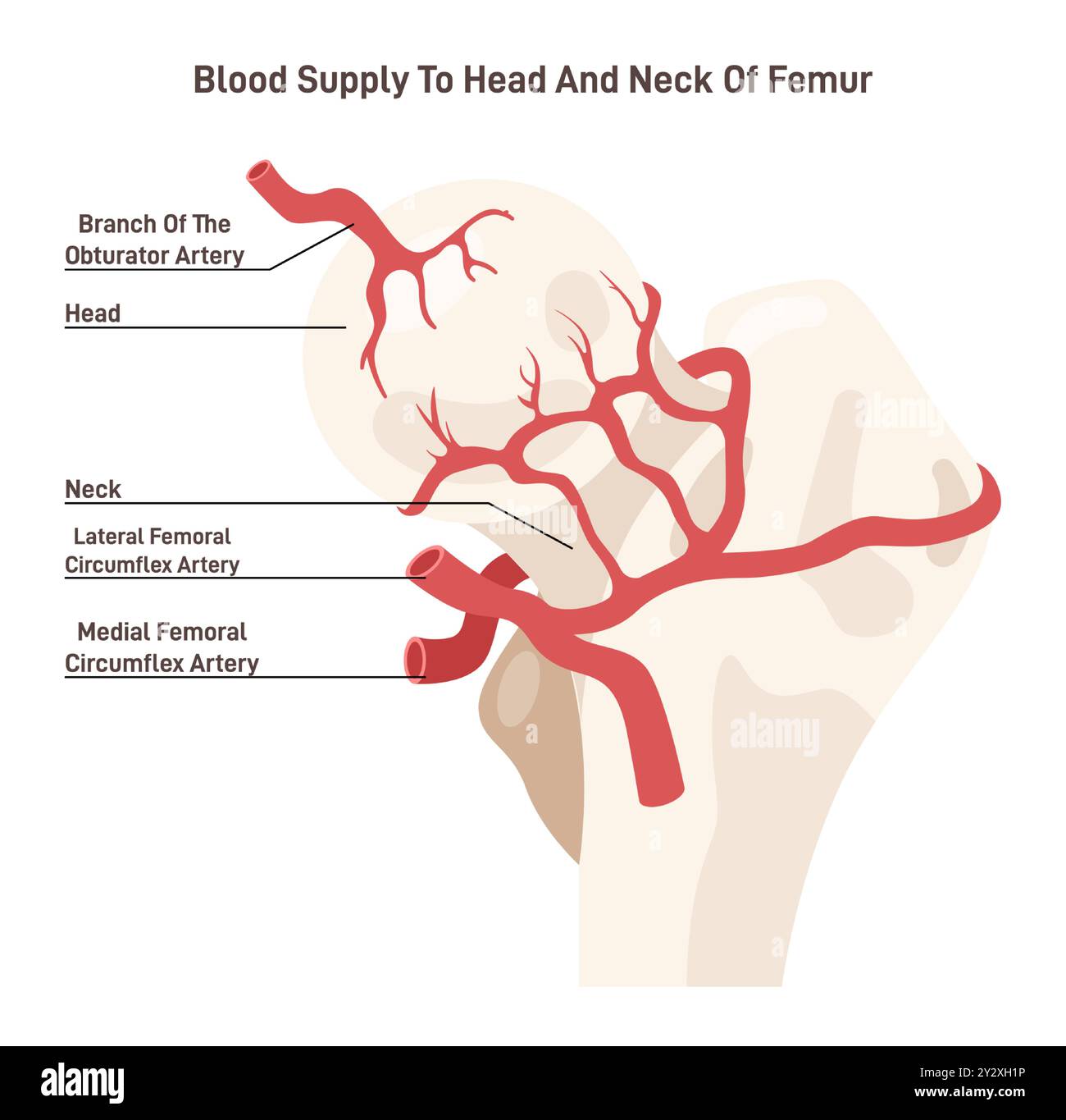 Anatomy of a healthy human hip joint. Femoral head circulation system ...