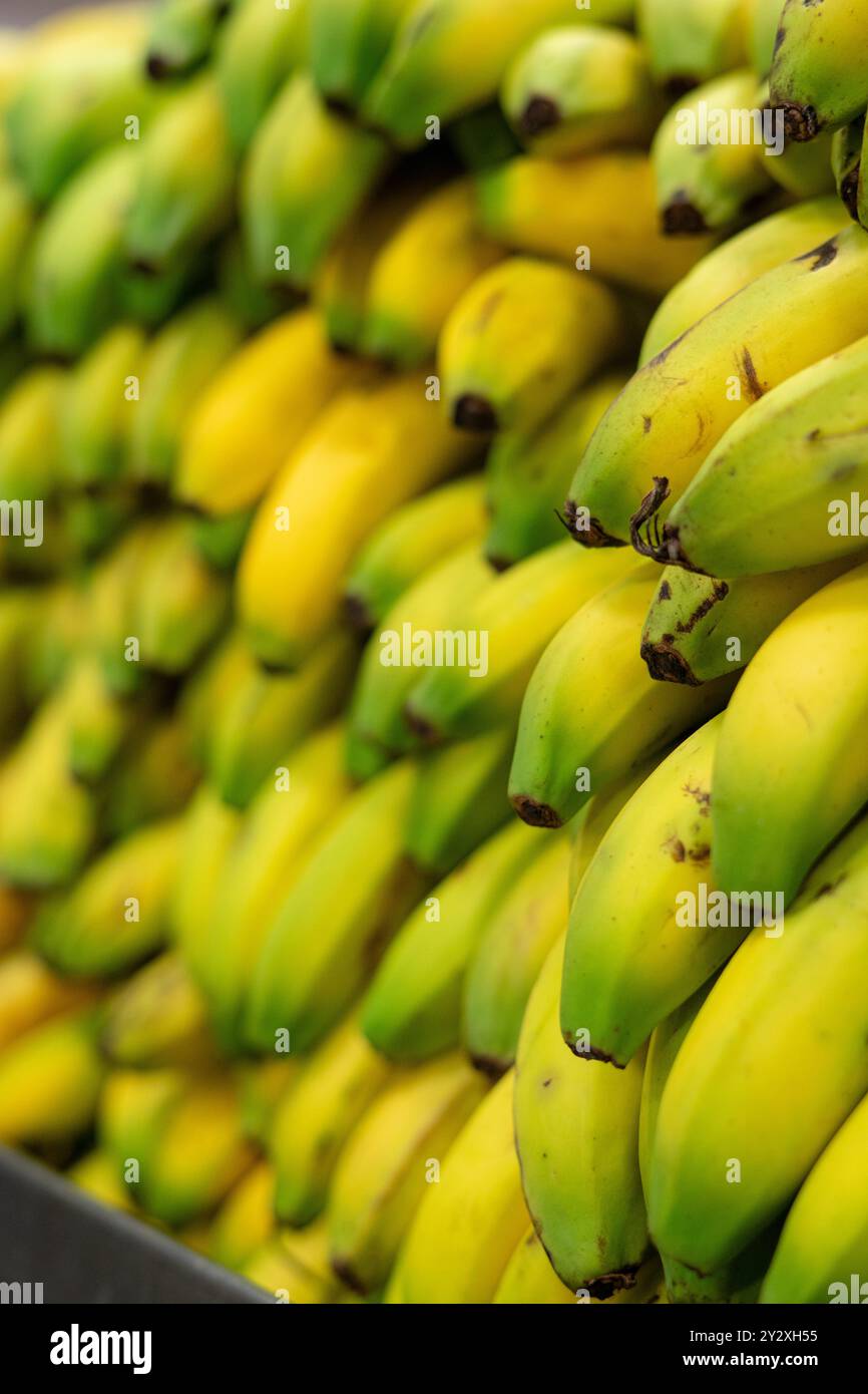 A close-up vertical view of a bunch of ripe bananas stacked together in ...