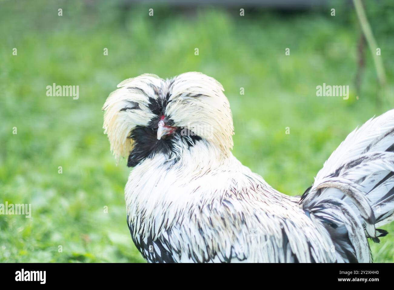 Bearded chickens hi-res stock photography and images - Alamy