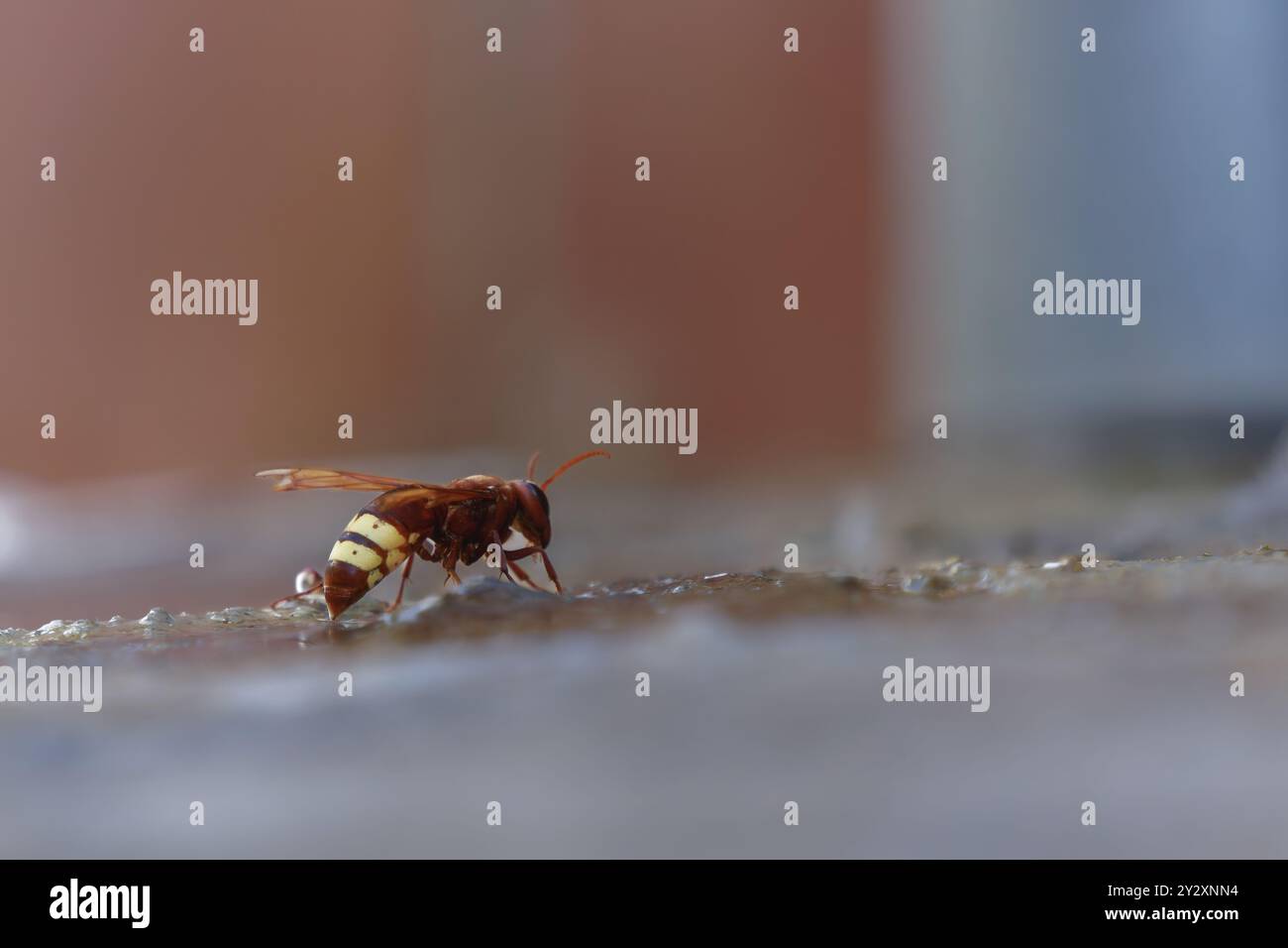 close-up of an asiatic wasp, vespa orientalis, invasive species ...