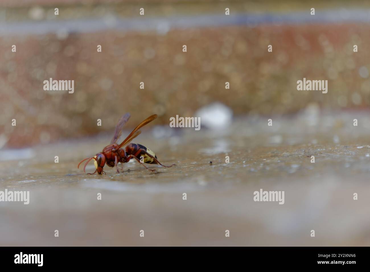 close-up of an asiatic wasp, vespa orientalis, invasive species ...