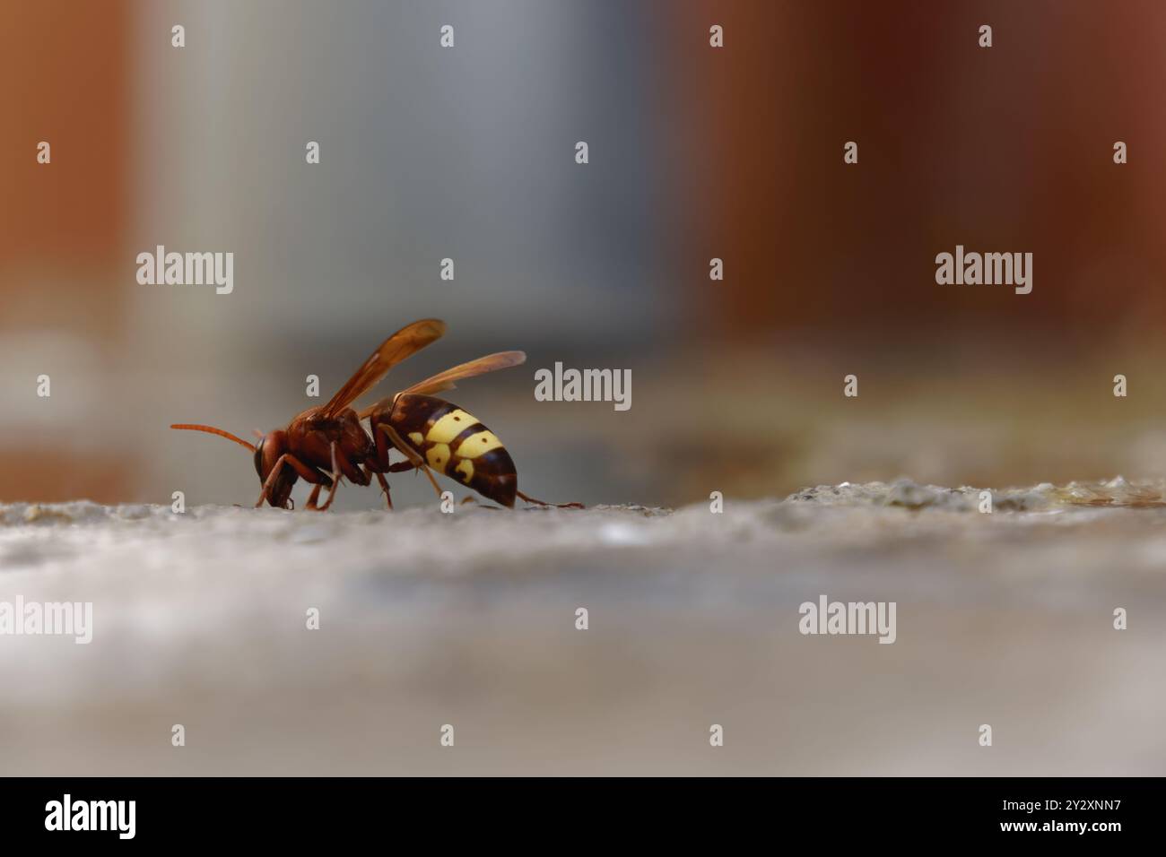 close-up of an asiatic wasp, vespa orientalis, invasive species ...