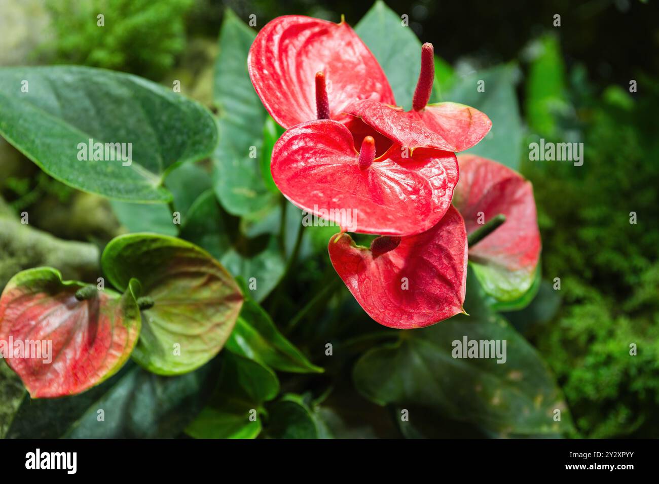 Ed anthurium hi-res stock photography and images - Alamy