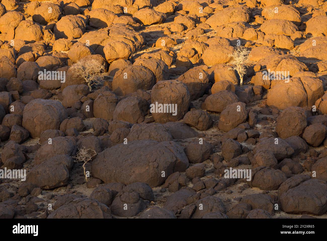 Plant in dessert. Near of Awash lake. Tendaho. Afar region. Ethiopia ...