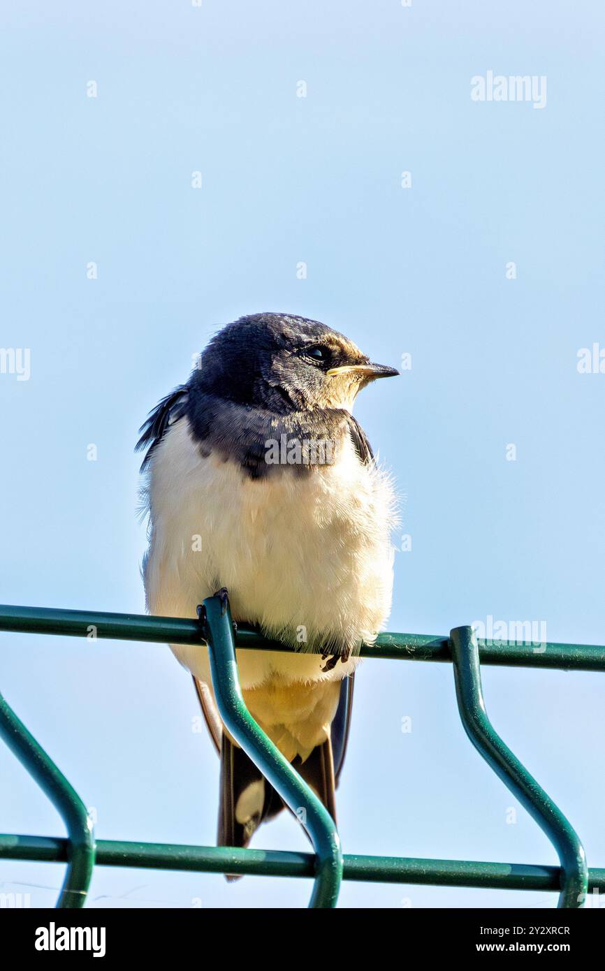Swift bird ireland hi-res stock photography and images - Alamy