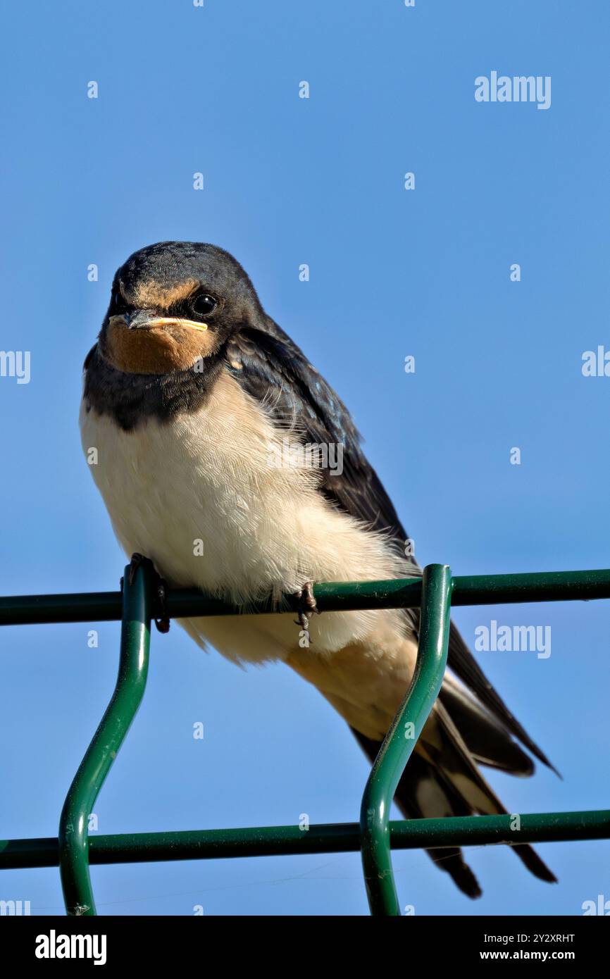 Barn swallow feeds on insects. Photo taken in Father Collins Park ...