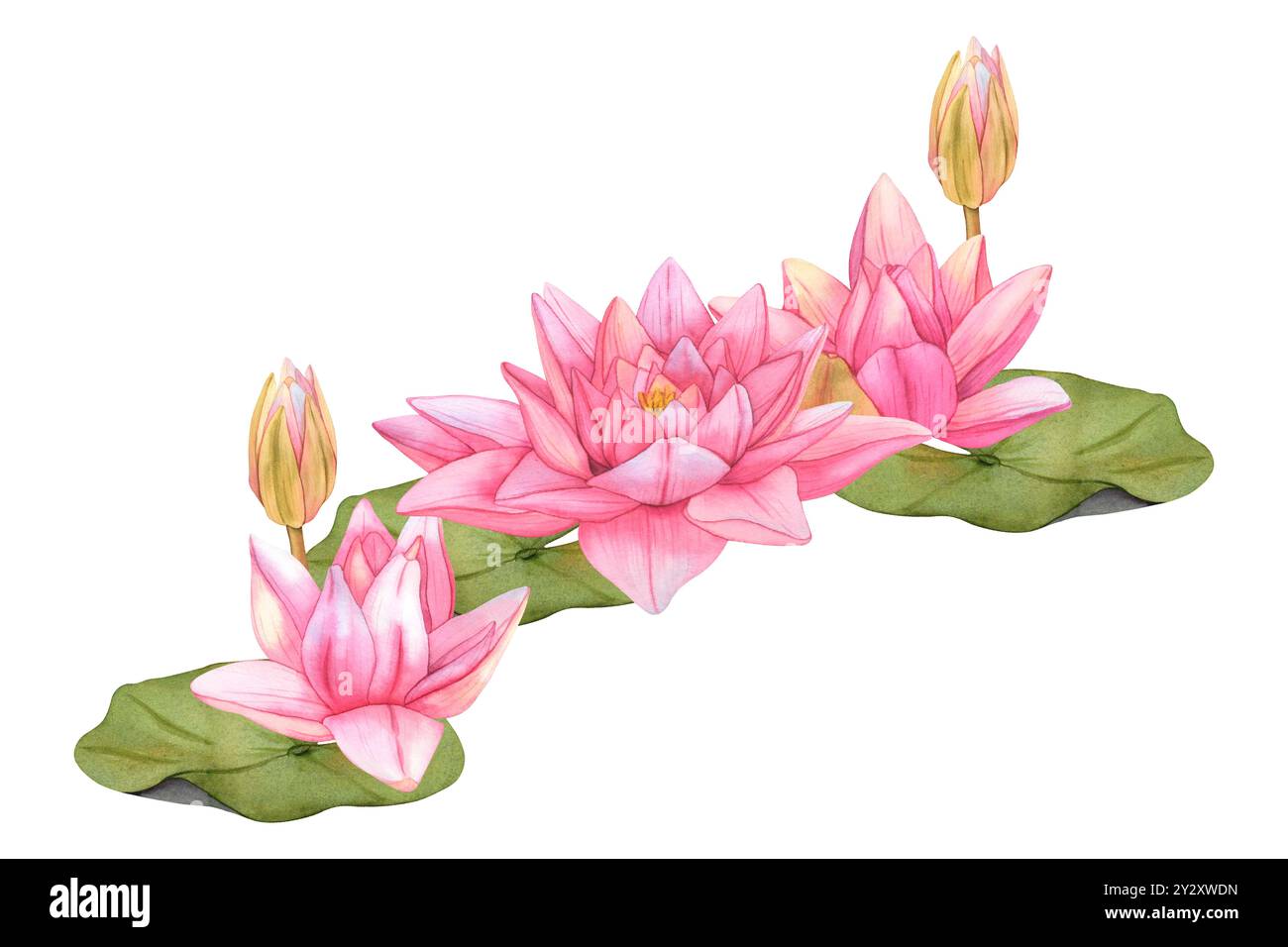 Watercolor Lotus Flower. Hand Drawn Water Lily botanical Illustration ...