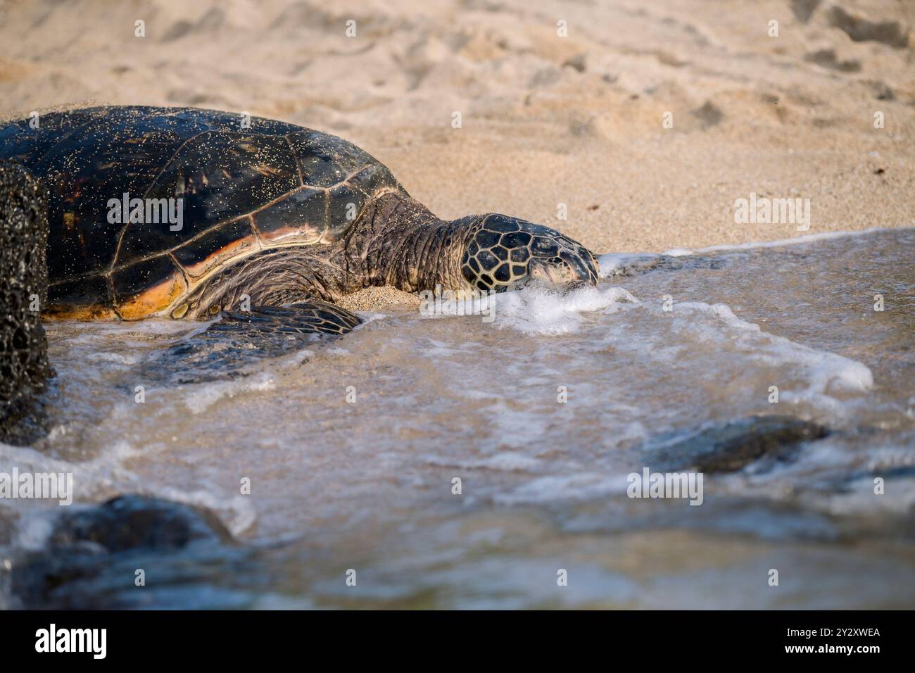 A sea turtle rests on the sandy shore as waves gently wash over it ...