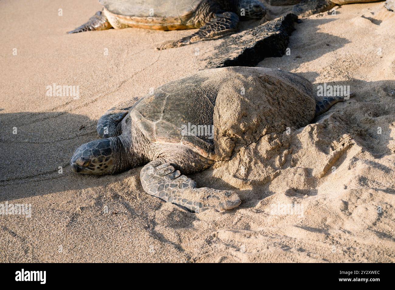 Sea turtles resting on a sandy beach in the sunlight, showcasing their ...