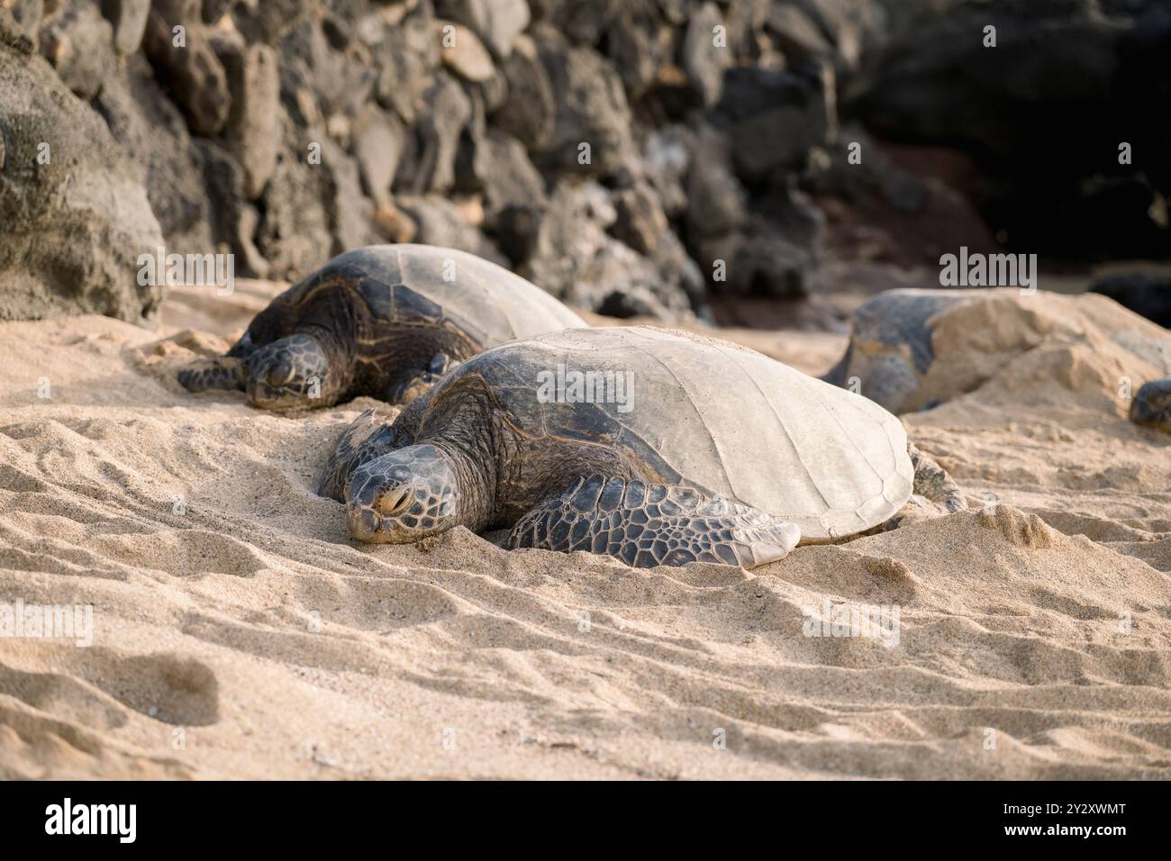 Two sea turtles resting on a sandy beach with rocky background Stock ...