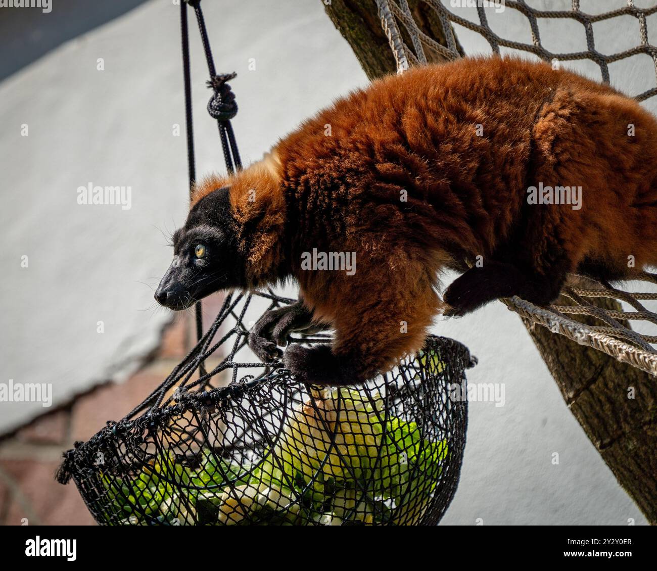 A red ruffed lemur perched on a net eating vegetables in a zoo ...