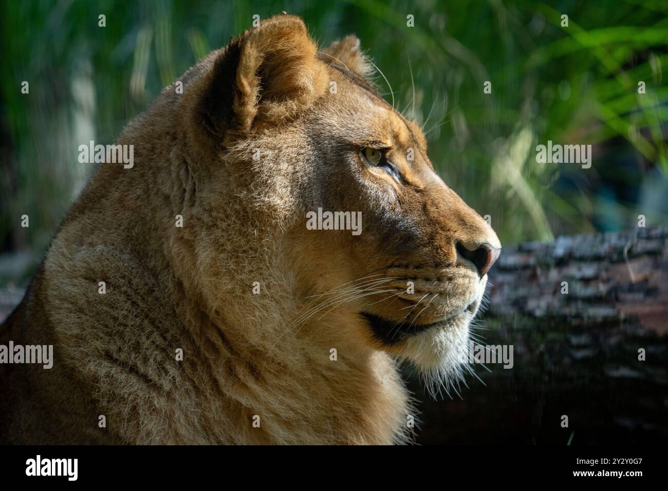 A Close-up a lion in profile view with a natural background of green ...