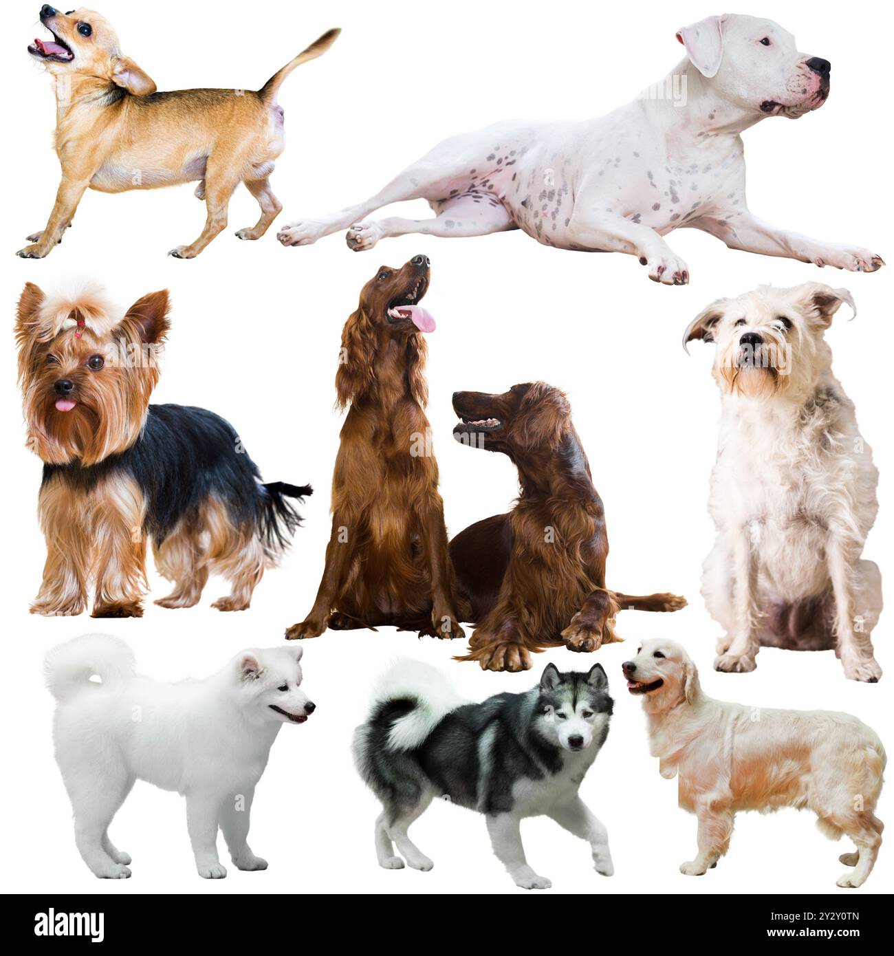 Large group of dogs isolated on a white background Stock Photo - Alamy