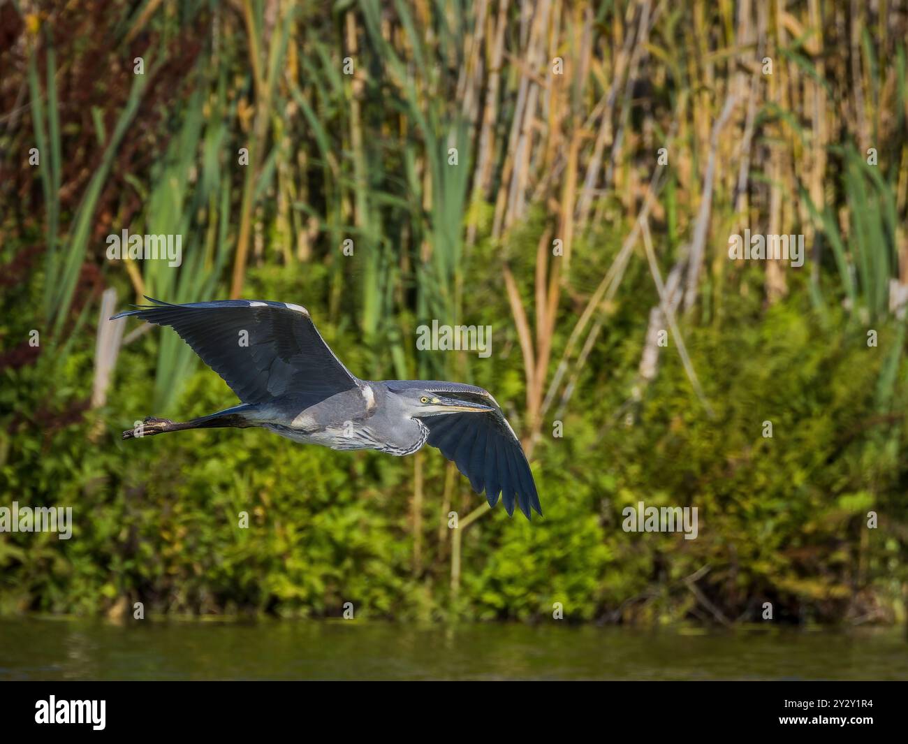 A gray heron flying low over water surface searching for food Stock ...