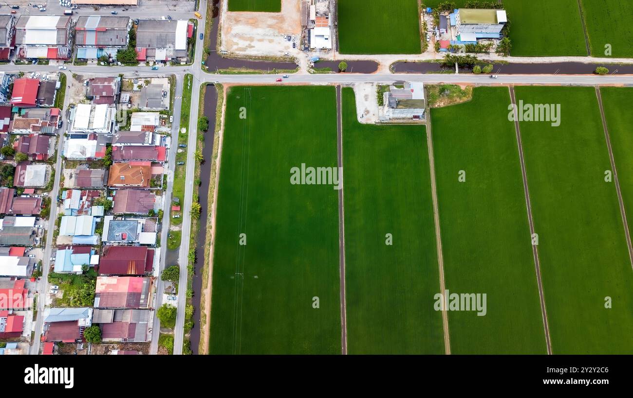 Aerial overhead view of carpet green fields with paddy during planting ...