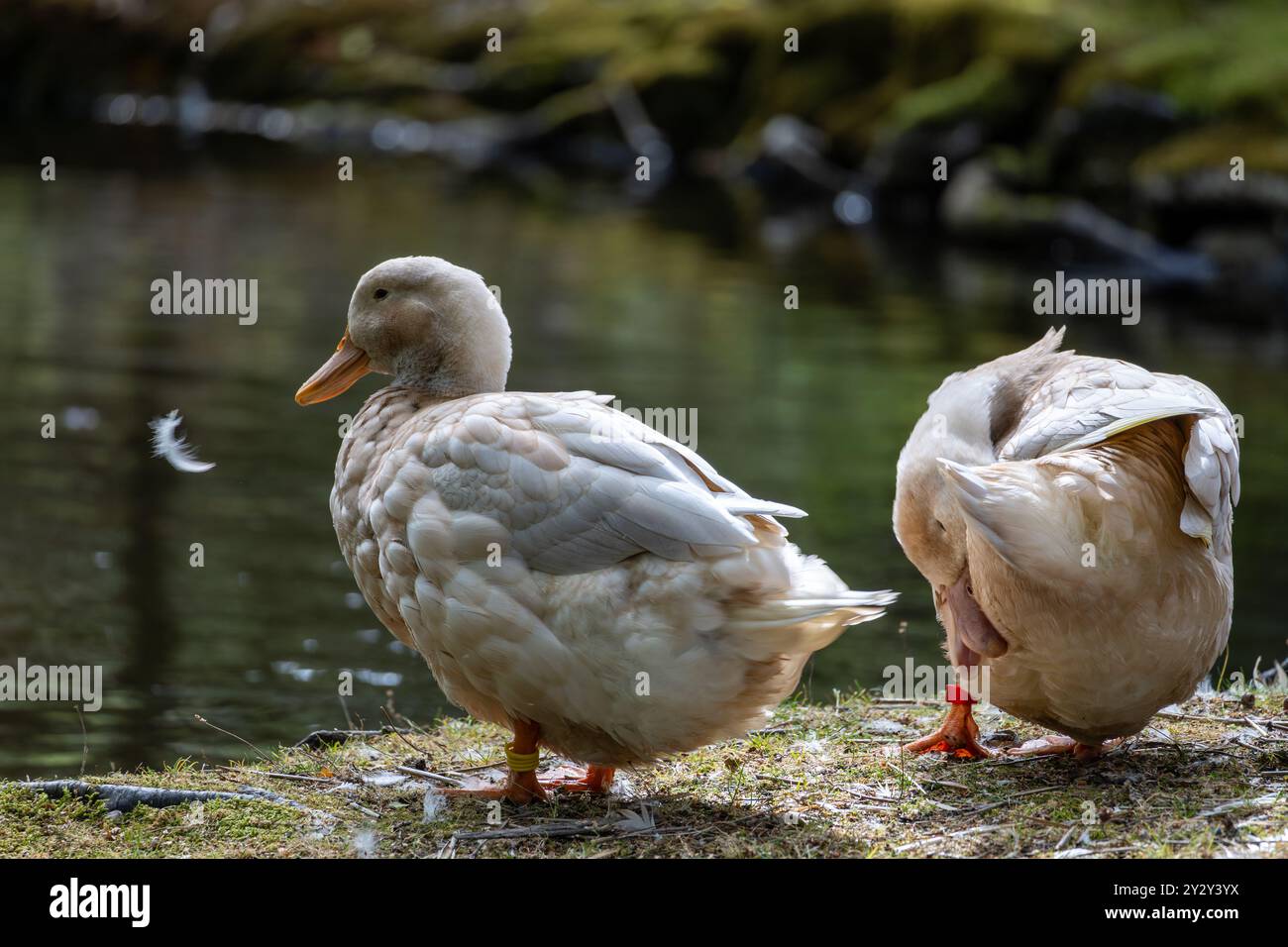 Two ducks standing by a serene pond, one facing away while the other ...