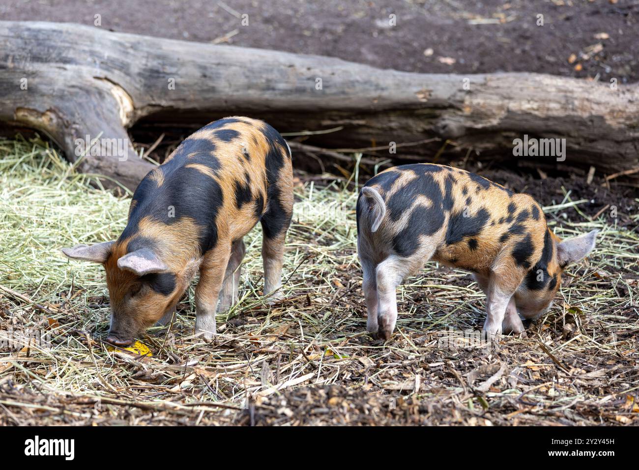 Two small pigs with distinctive black and brown spots foraging on the ...