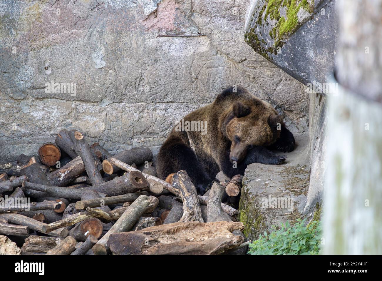 A brown bear resting in a rocky enclosure surrounded by logs Stock ...
