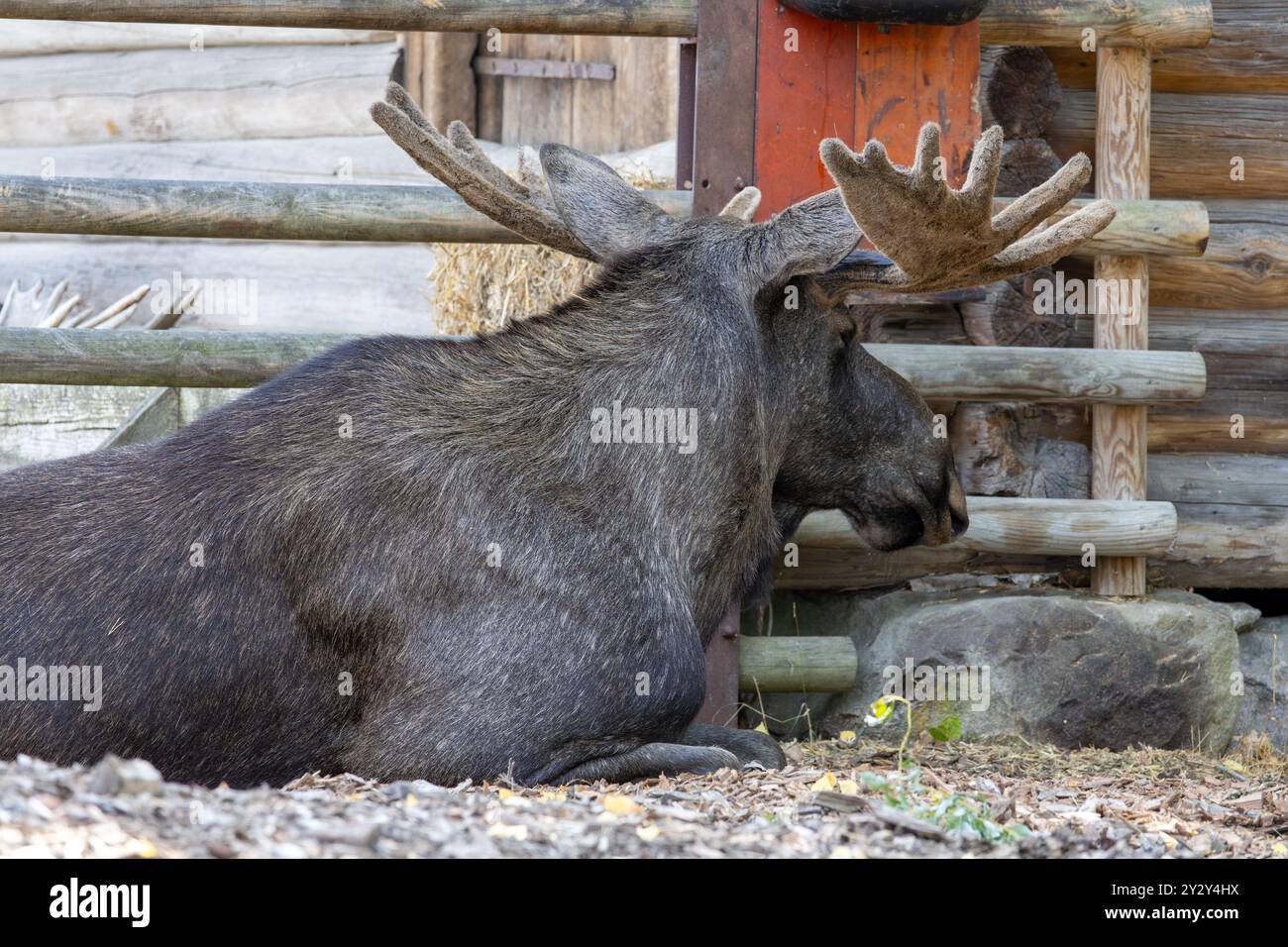 Moose lying down hi-res stock photography and images - Alamy