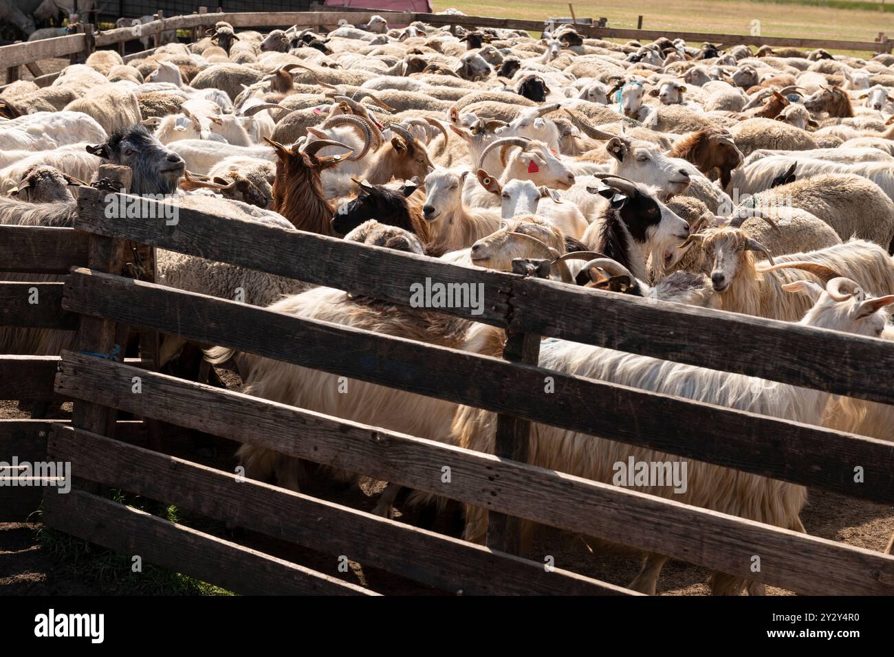 A group of goats and sheep being herded into a fenced enclosure on a ...