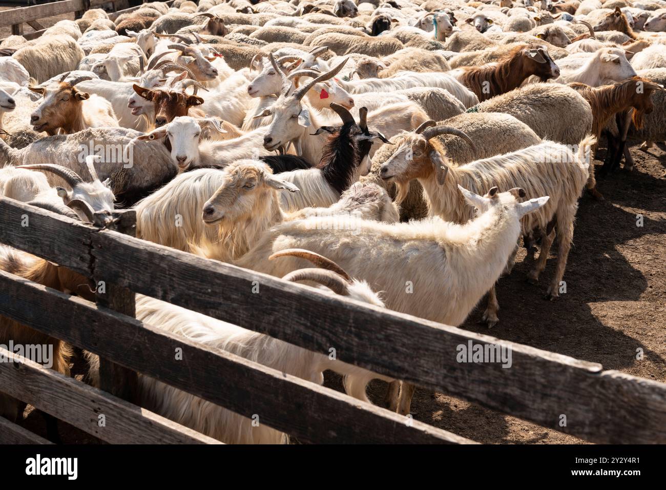A group of goats and sheep being herded into a fenced enclosure on a ...