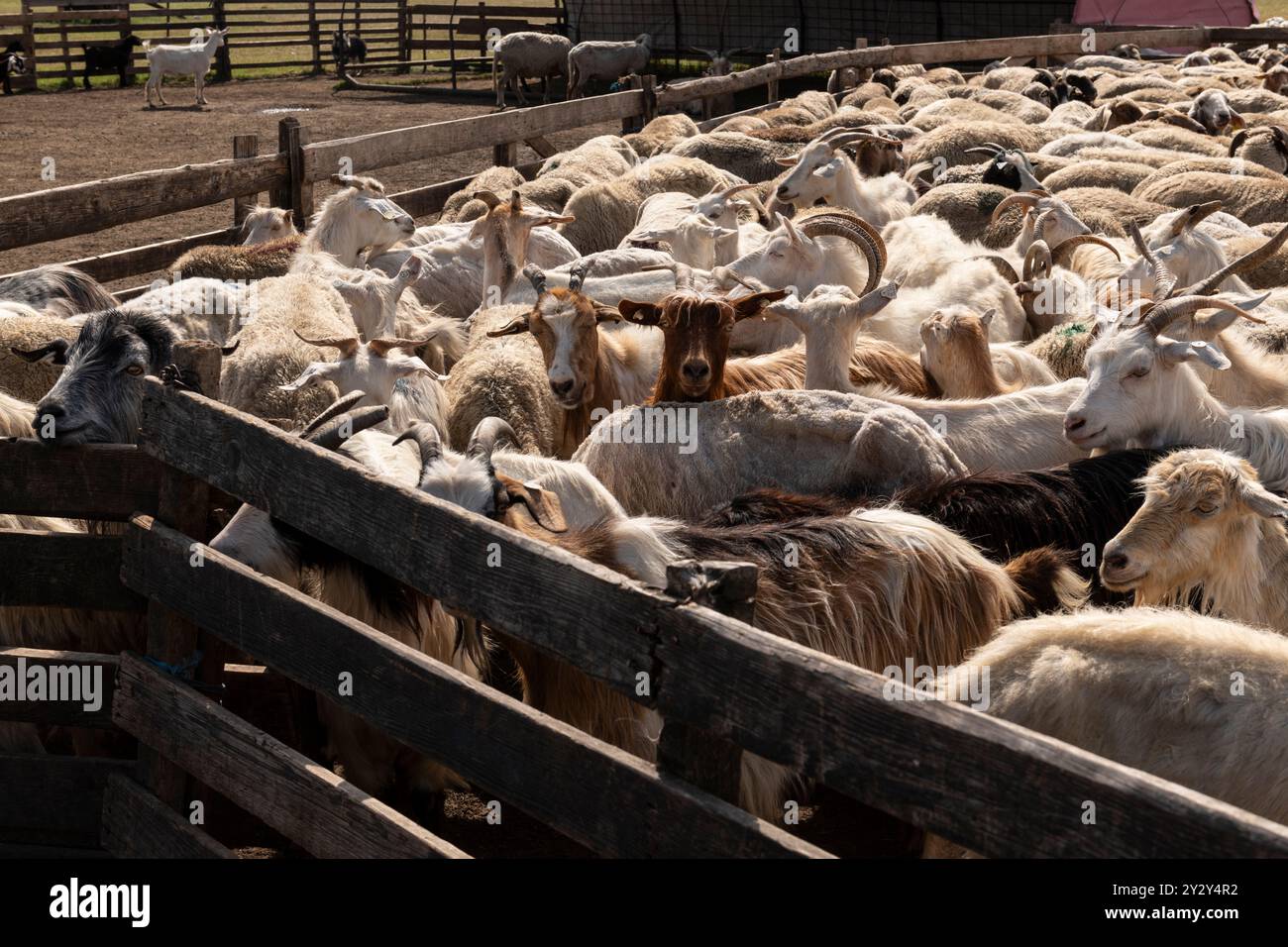 A group of goats and sheep being herded into a fenced enclosure on a ...