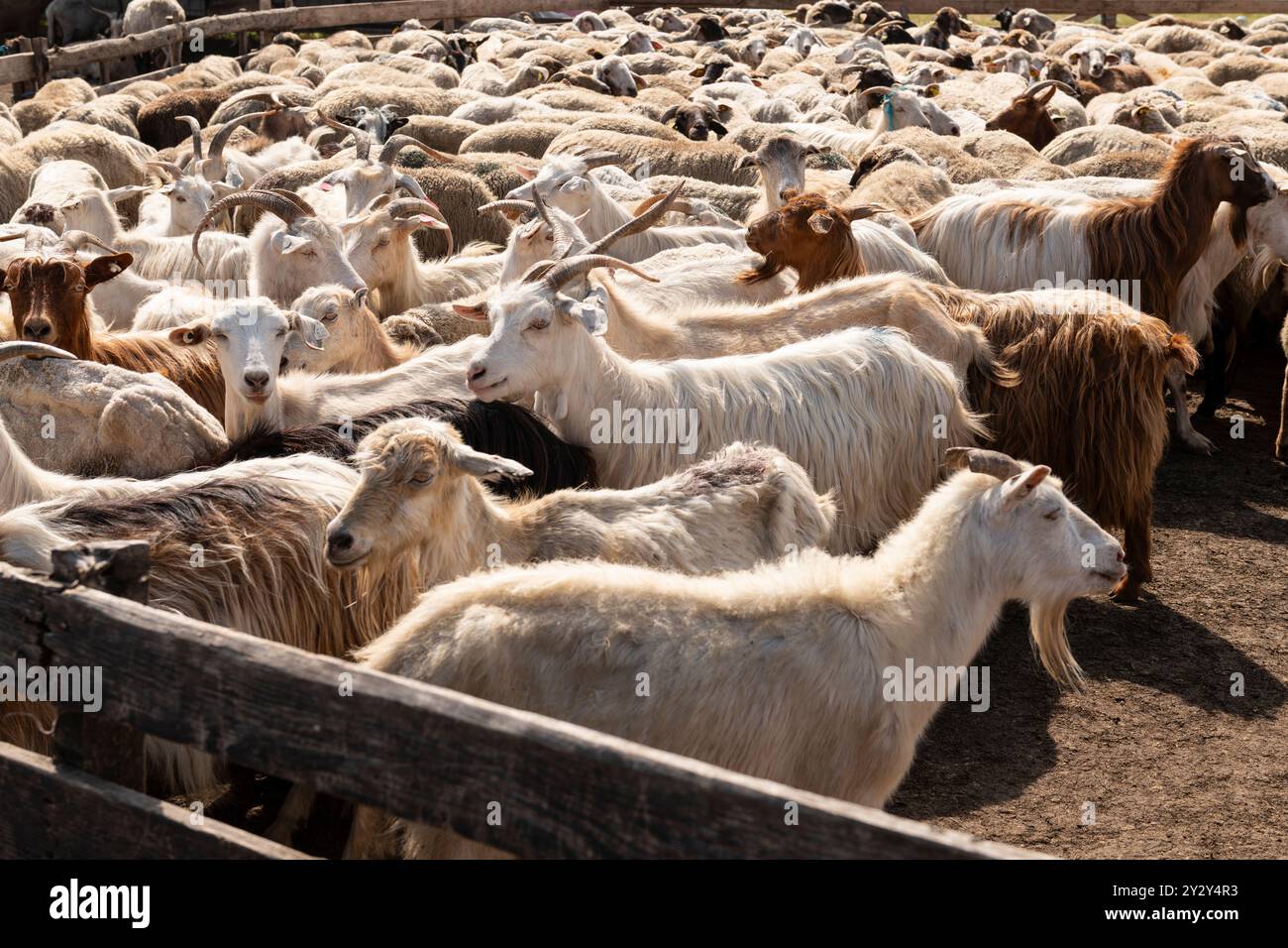A group of goats and sheep being herded into a fenced enclosure on a ...