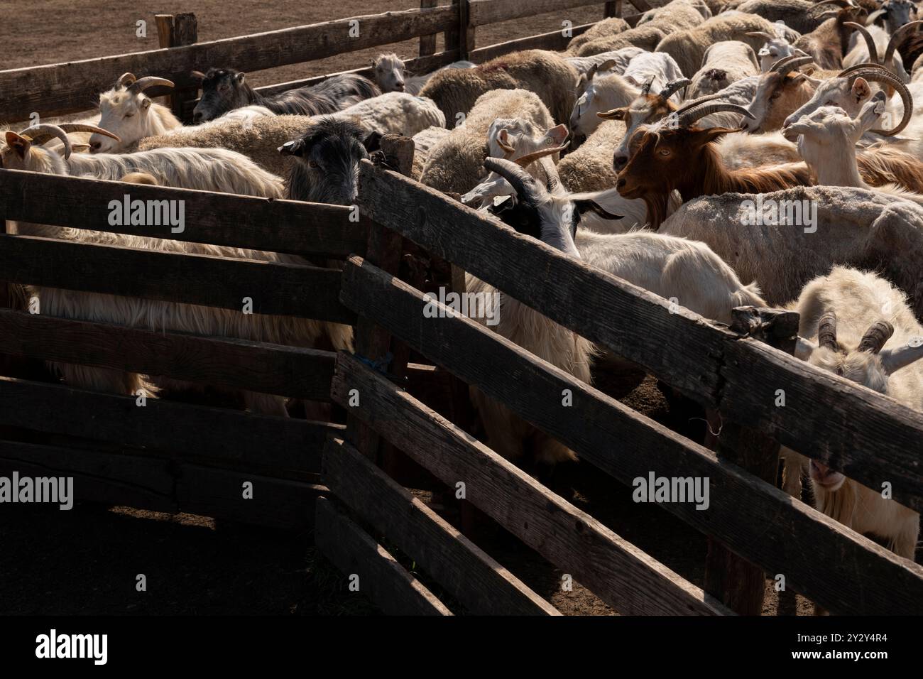 A group of goats and sheep being herded into a fenced enclosure on a ...