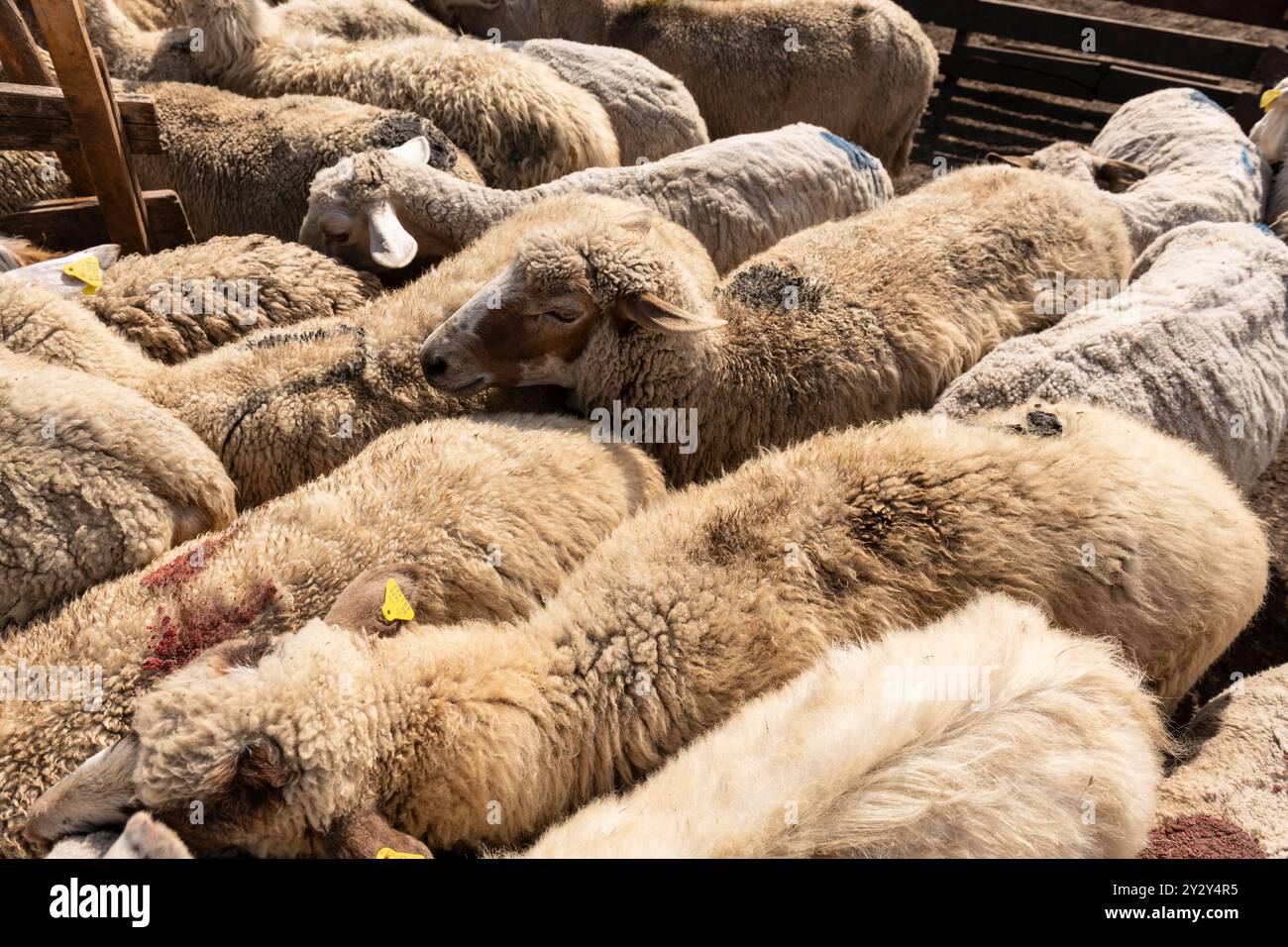 A herd of goats and sheep being guided into a fenced enclosure on a ...