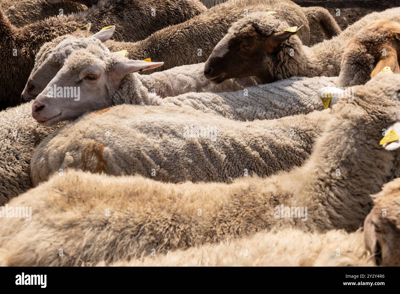 A herd of goats and sheep being guided into a fenced enclosure on a ...