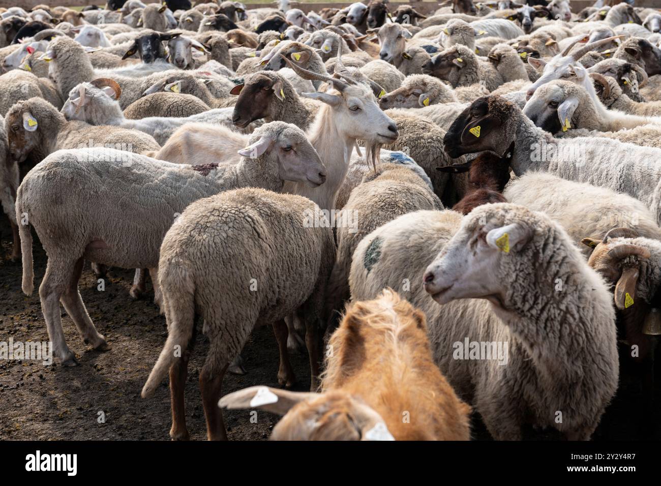 A herd of goats and sheep being guided into a fenced enclosure on a ...
