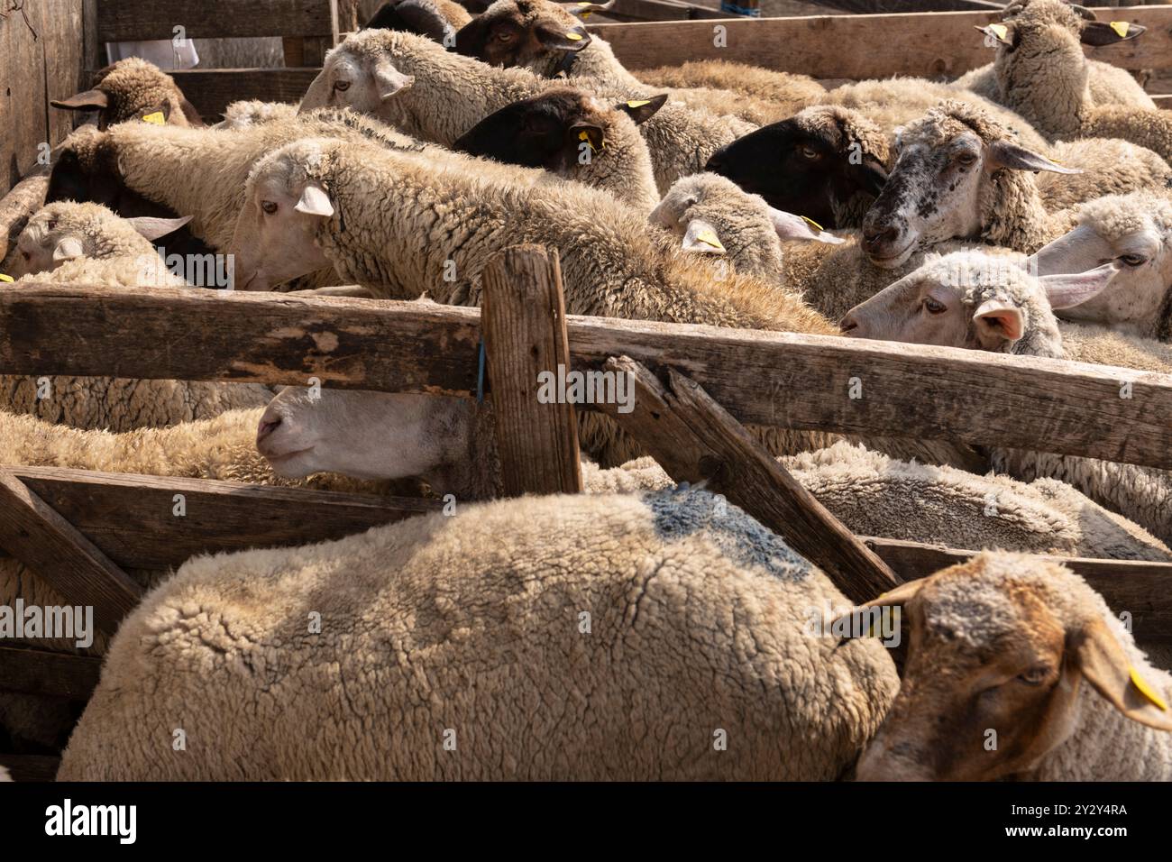 A herd of goats and sheep being guided into a fenced enclosure on a ...