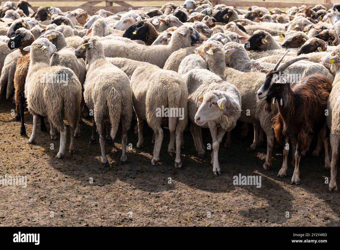 A herd of goats and sheep being guided into a fenced enclosure on a ...