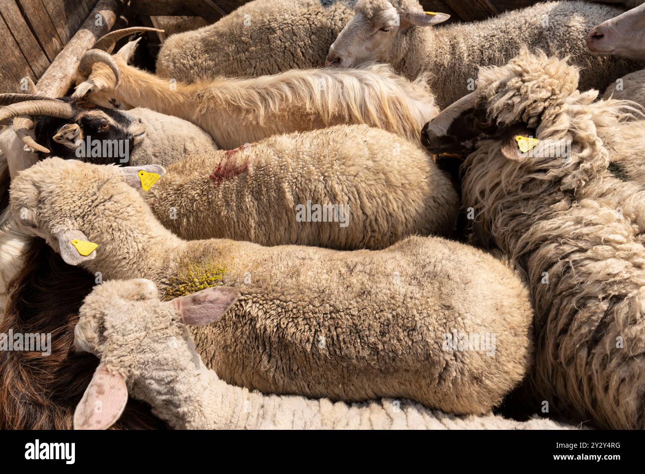 A herd of goats and sheep being guided into a fenced enclosure on a ...