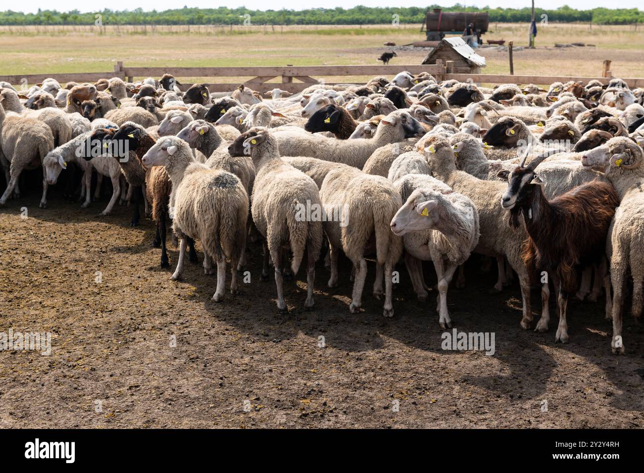A herd of goats and sheep being guided into a fenced enclosure on a ...