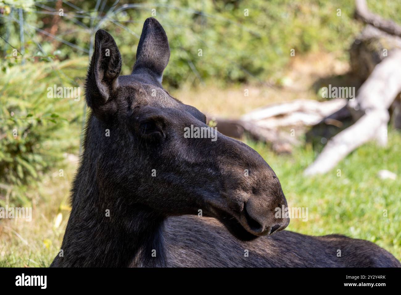 A close-up of a moose resting in a natural setting, showcasing its ...