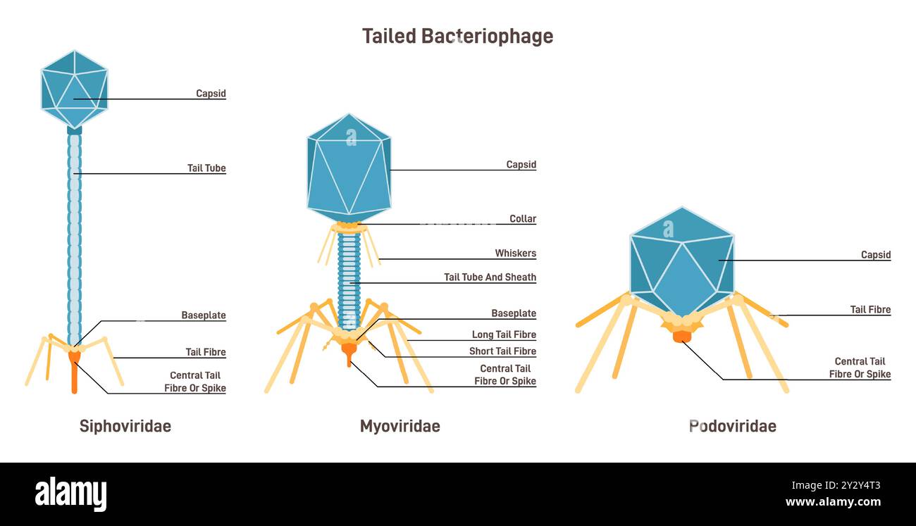 Tailed bacteriophage Myoviridae, siphoviridae and podoviriade ...