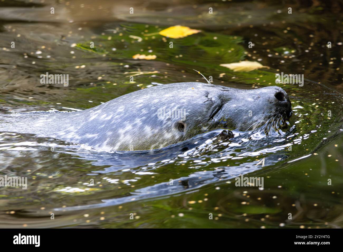 A close-up view of a seal swimming in a body of water, partially ...