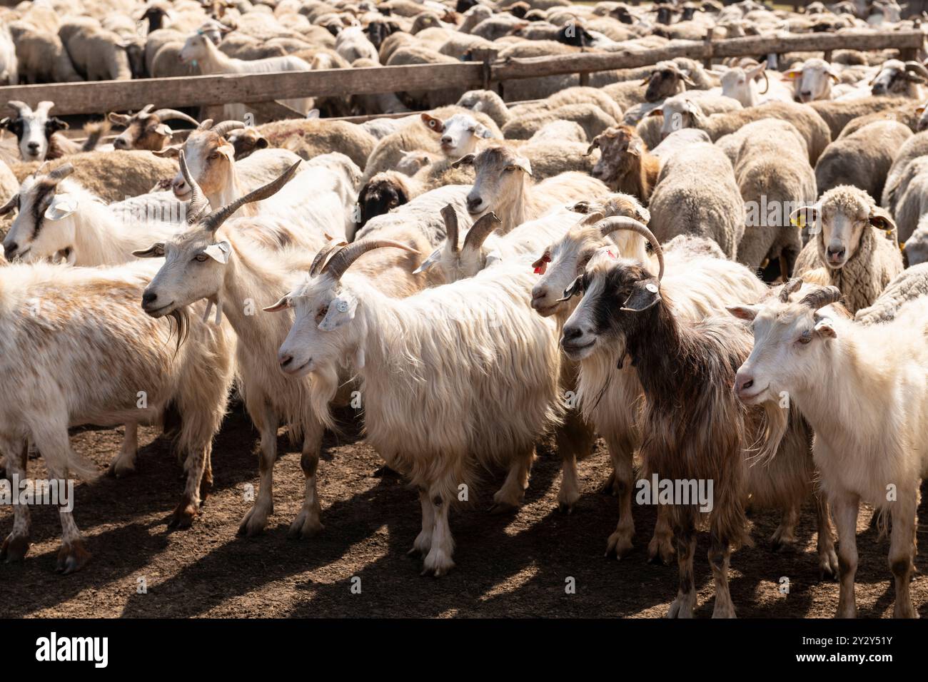 A group of sheep and goats being herded into a fenced enclosure on a ...